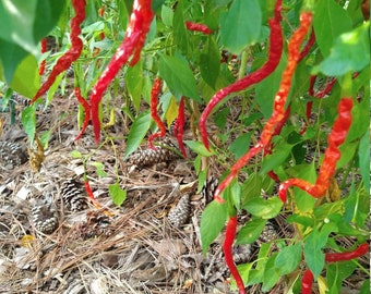 10 Heirloom Himo Togarashi Sweet Pepper Seeds Japanese Specialty USA - Etsy