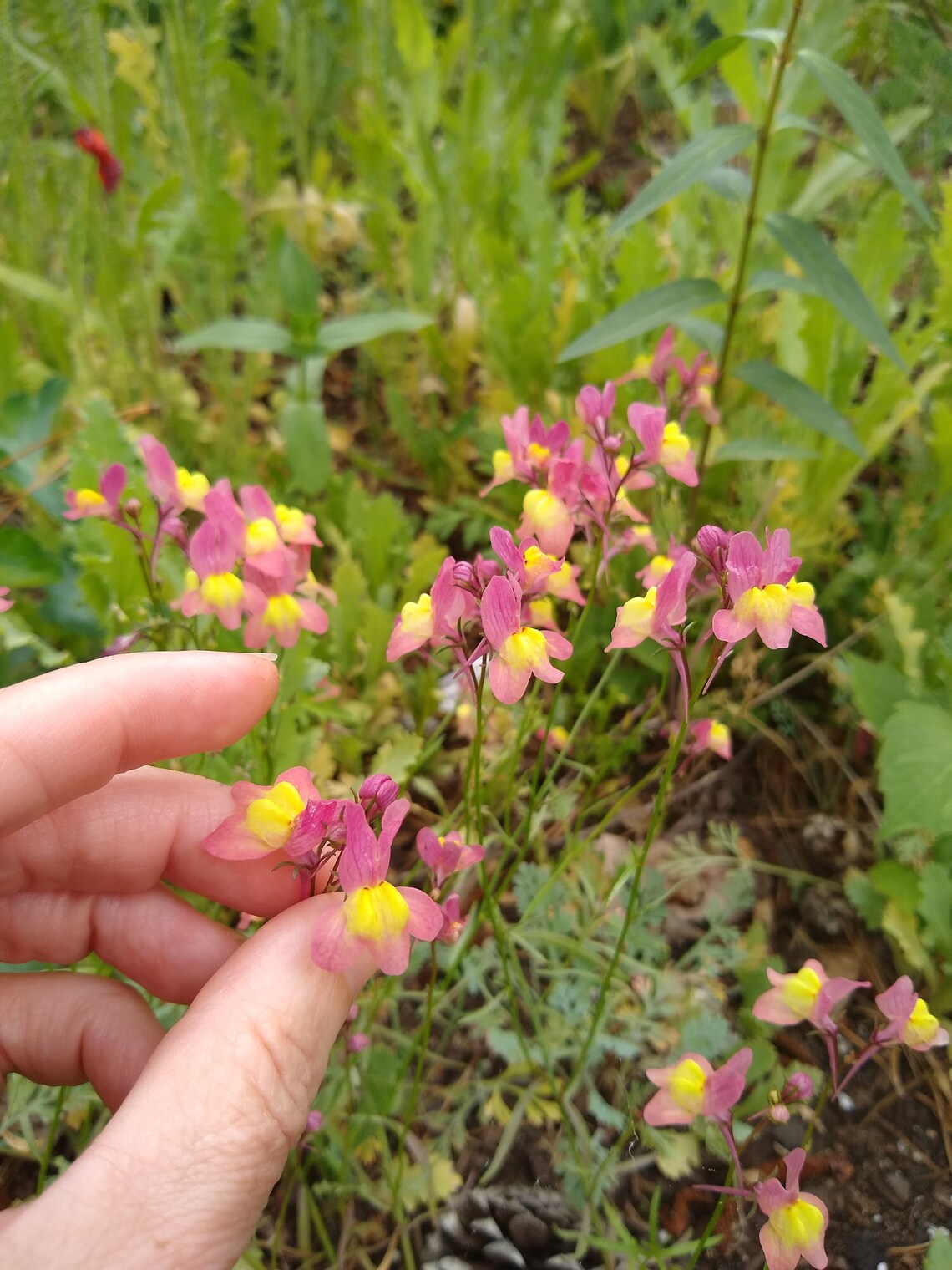 Seeds Fairy Bouquet Linaria Baby Snapdragons | Etsy