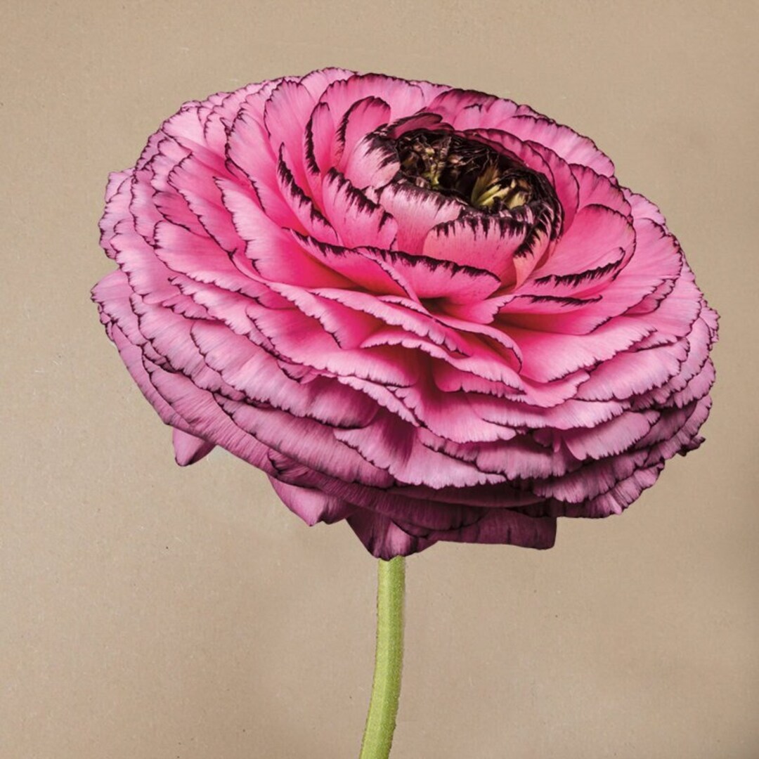 Rosa Striato Elegance Ranunculus Corm Bulb - Etsy