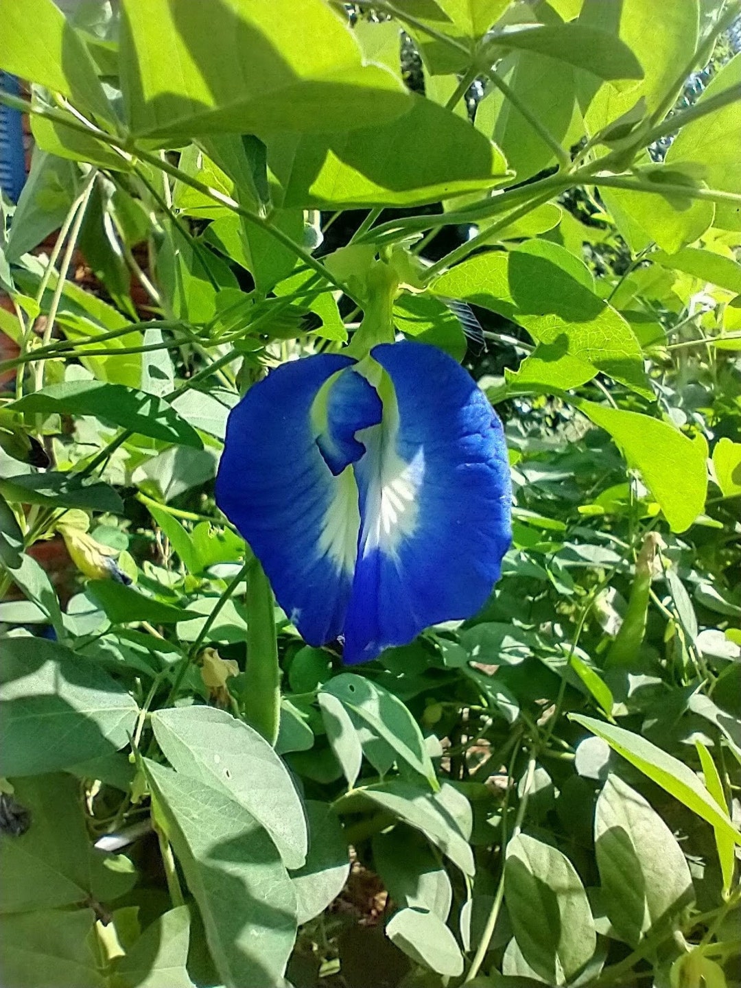 Seeds Thai Blue Butterfly Pea - Etsy