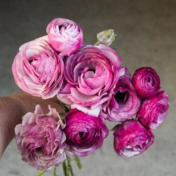Purple Ranunculus Centerpiece