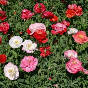 Seeds Shirley Double Poppy Mix - Etsy