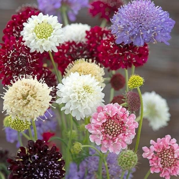 Scabiosa Seeds - Etsy