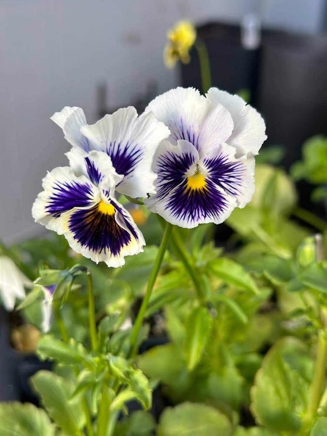 Live Plant Appasionata Viola Mix - Etsy