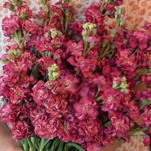 Seeds Vintage Brown Stock Matthiola - Etsy