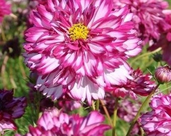30 Cosmos Double Click Bi-color Violet Seeds - Etsy