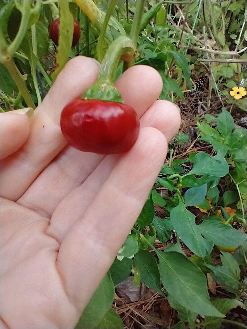 Seeds Mini Red Bell Pepper - Etsy