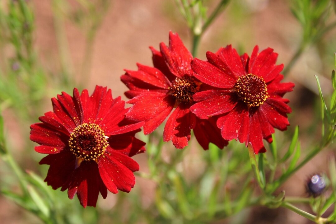 Seeds Red Dwarf Coreopsis Calliopsis Tickseed - Etsy