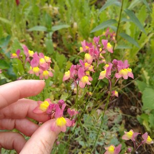 Seeds Fairy Bouquet Linaria Baby Snapdragons - Etsy