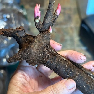 Angel Cheeks Peony 2/3 Eye Root - Etsy