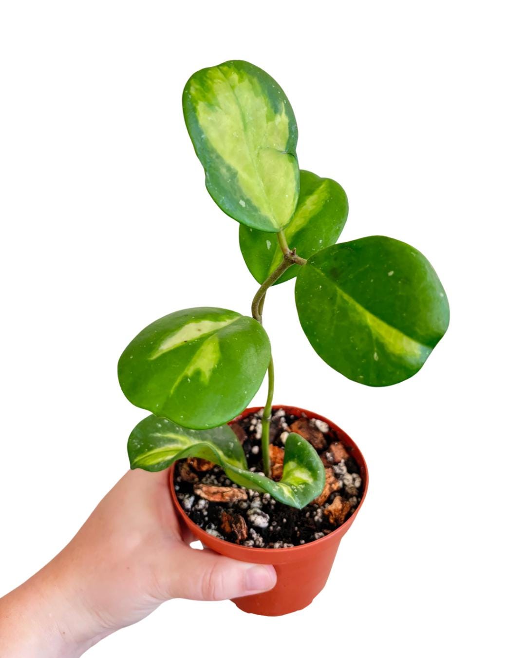 Hoya Obovata Inner Variegated 4 Nursery Pot Indoor Plant Plant Gifts ...