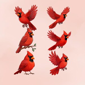 Cardinal PNG & Illustrator Bundle | 10 Hand-drawn Style Cardinal ...