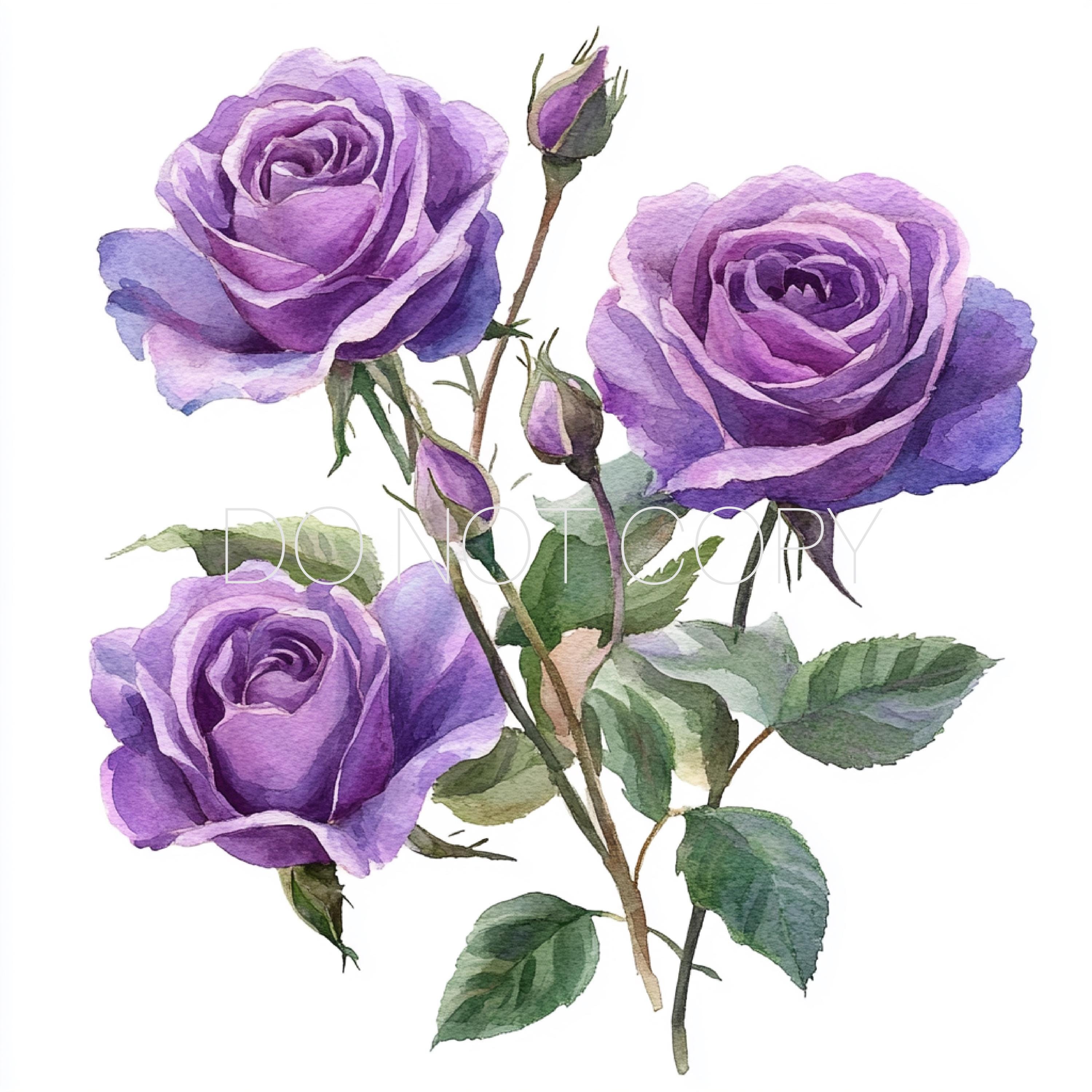 Watercolor Purple Rose PNG Digital Download File - Etsy