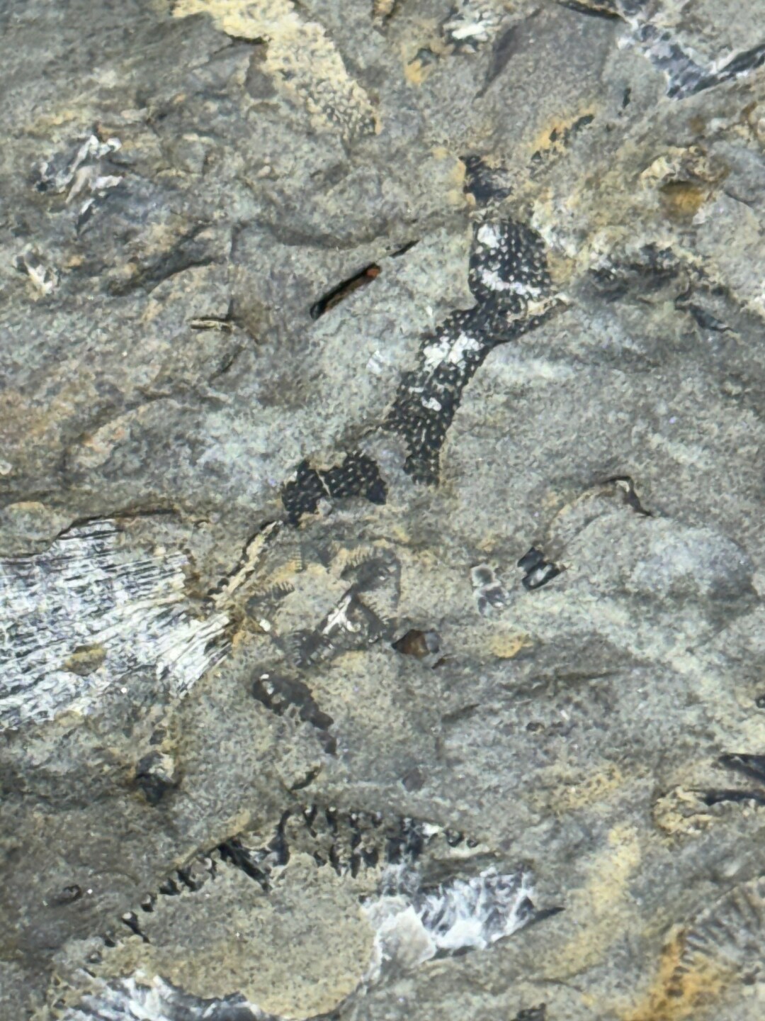 A Grade Devonian Fossil Mortality Plate - Amazing Bryozoan Fossils ...