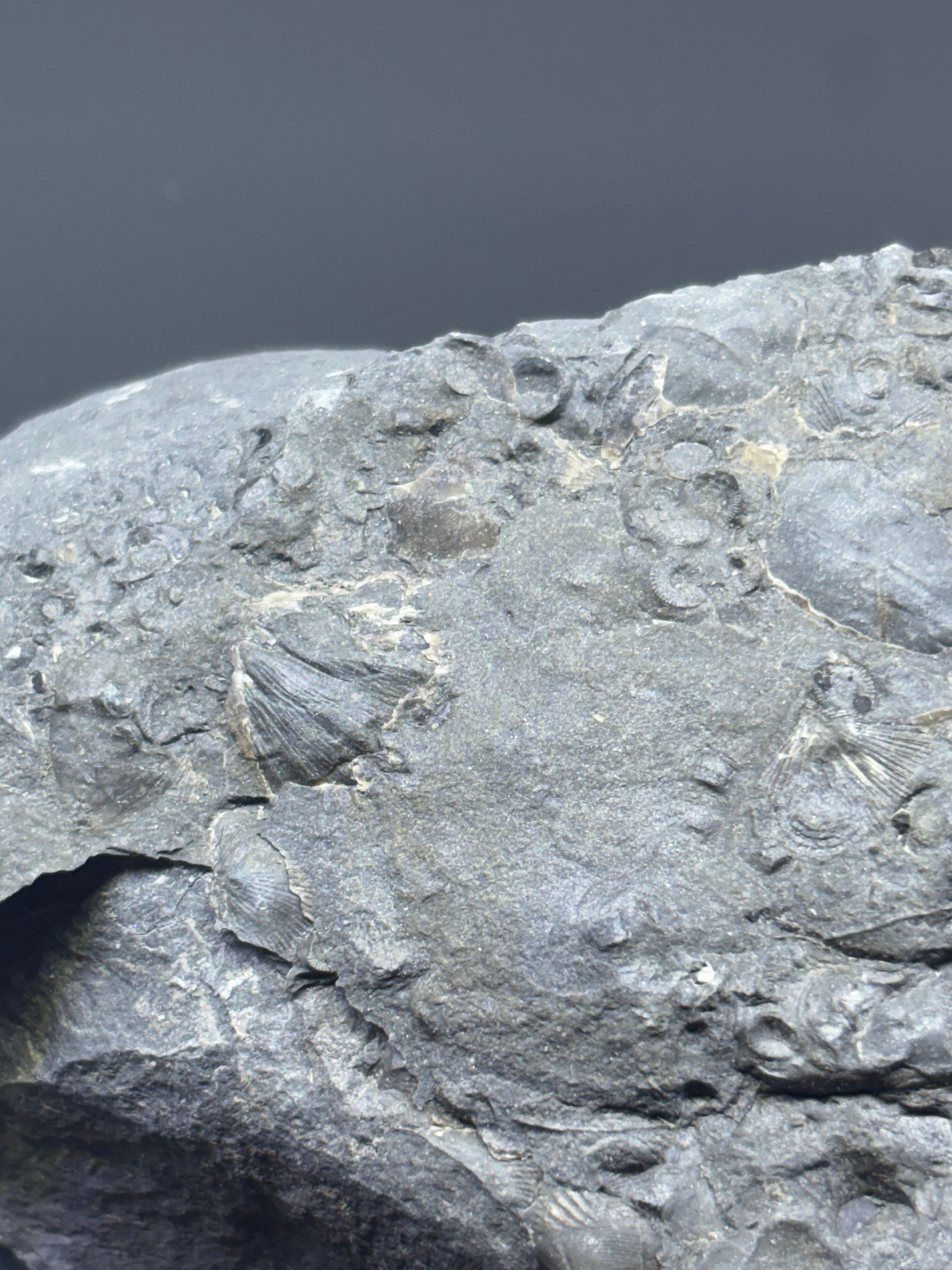 A-grade Fossil Devonian Crinoid and Brachiopod Mortality Plate - Etsy