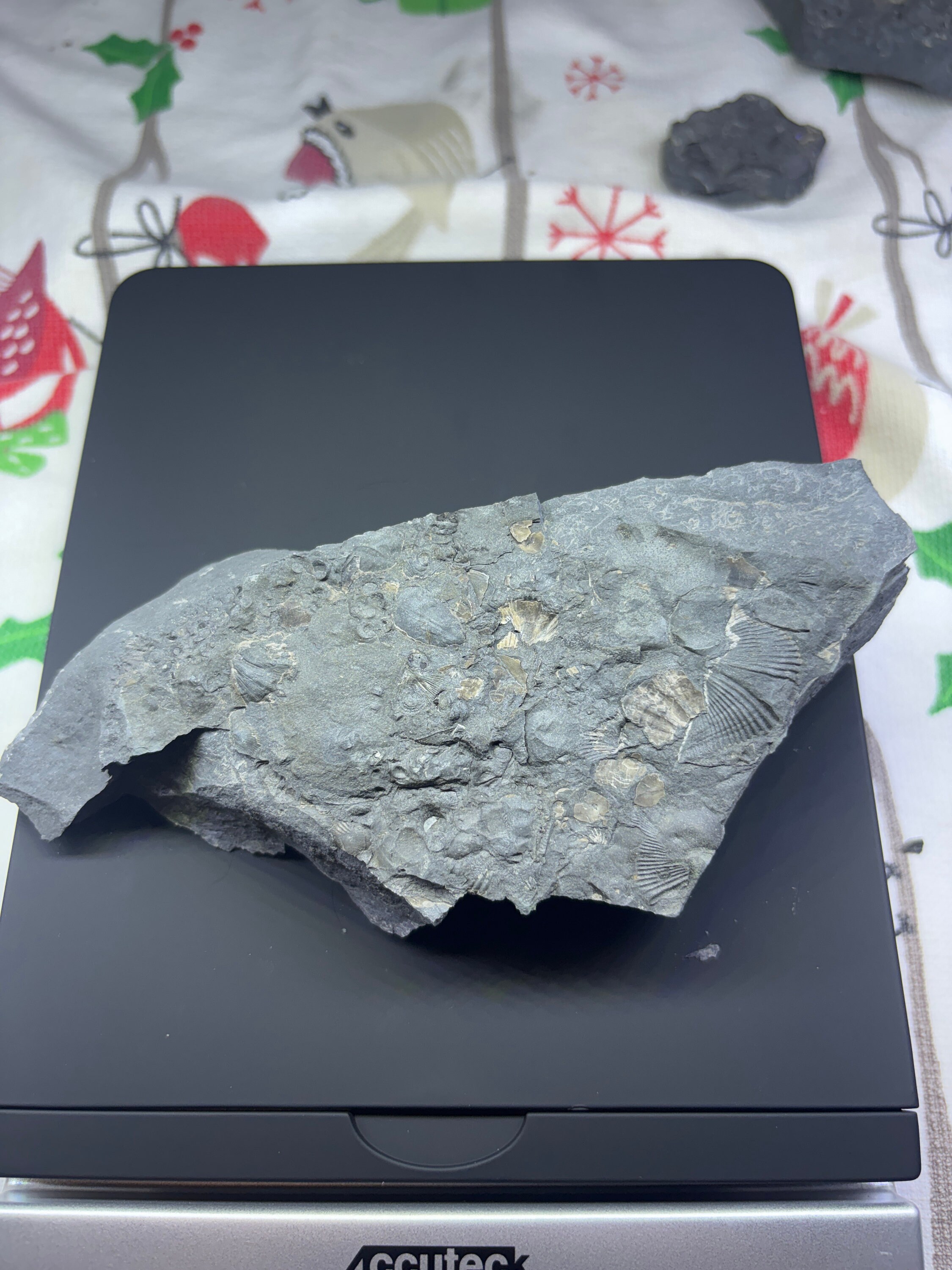 A-grade Fossil Devonian Crinoid and Brachiopod Mortality Plate - Etsy