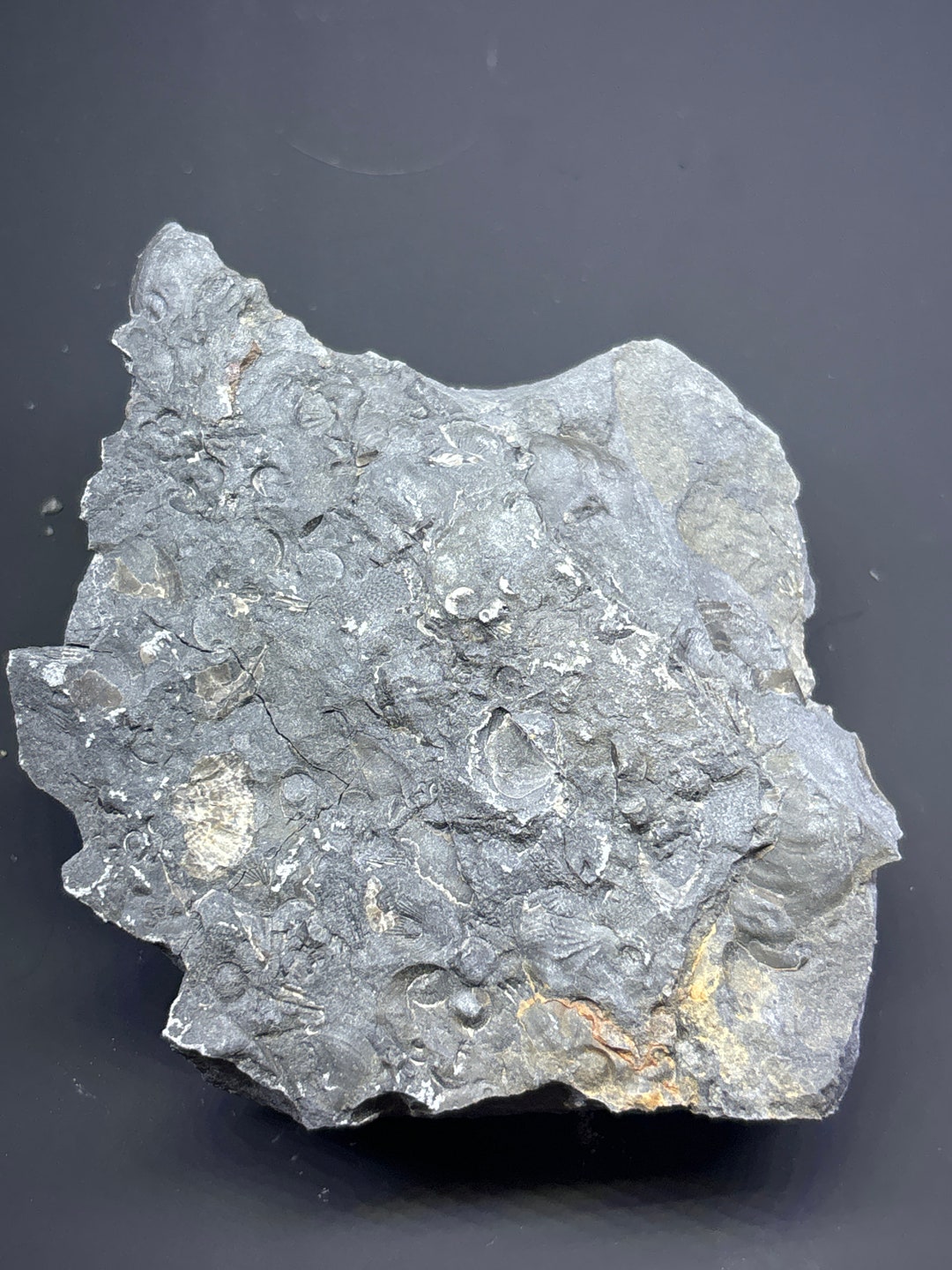 B-grade Mortality Plate Brachiopod, Crinoid Pieces, and Bryozoan - Etsy