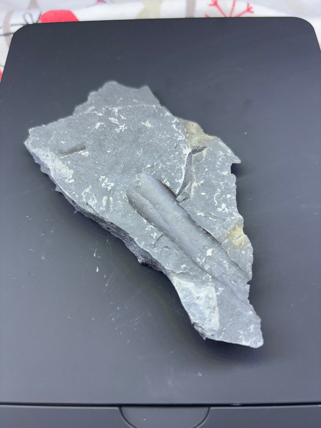 C Grade Devonian Orthocone Fossil - Etsy