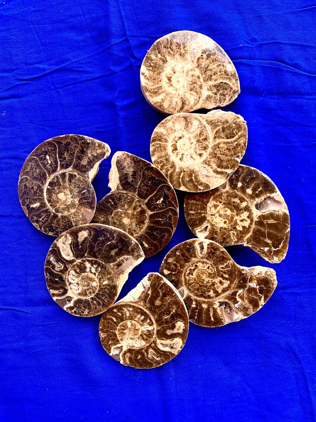 Ammonite Fossil, 2PC Ammounite,quartz Crystal Fossil,fossil Specimen ...