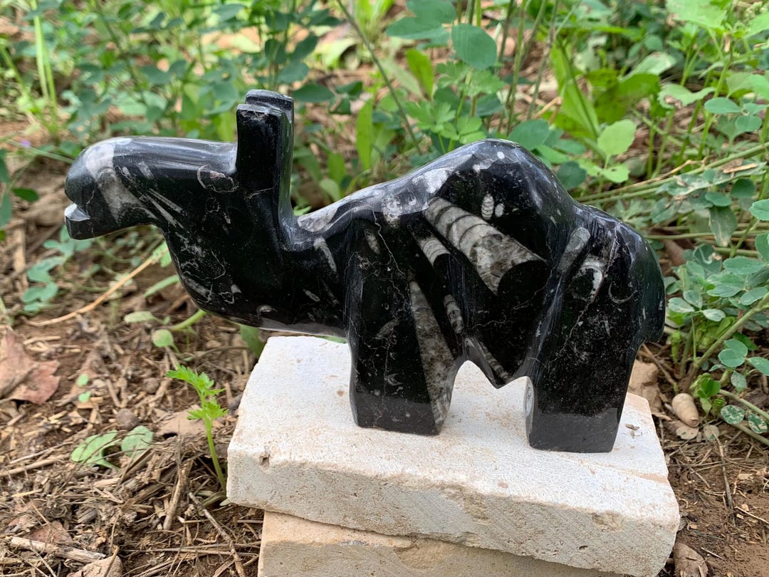 Camel Marble Fossil / Marble Fossils Orthoceras / Stone Decoration ...