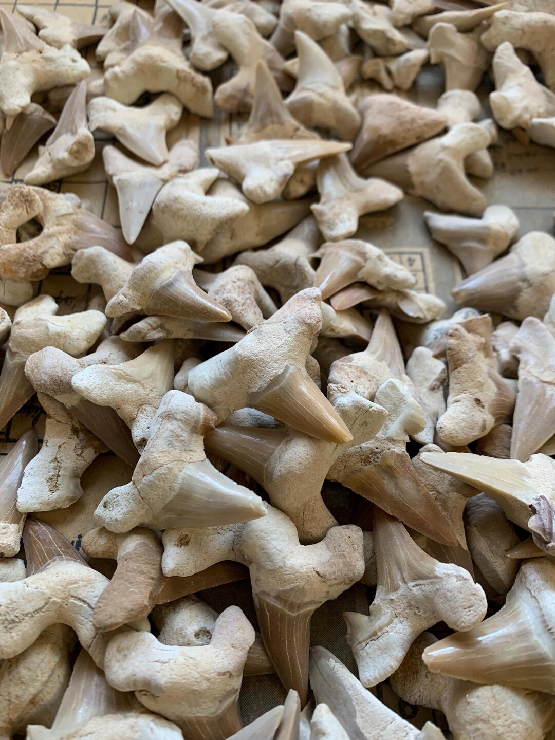 Shark Teeth 10 Pcs Moroccan Fossils Real Fossil Shark Teeth Shark ...
