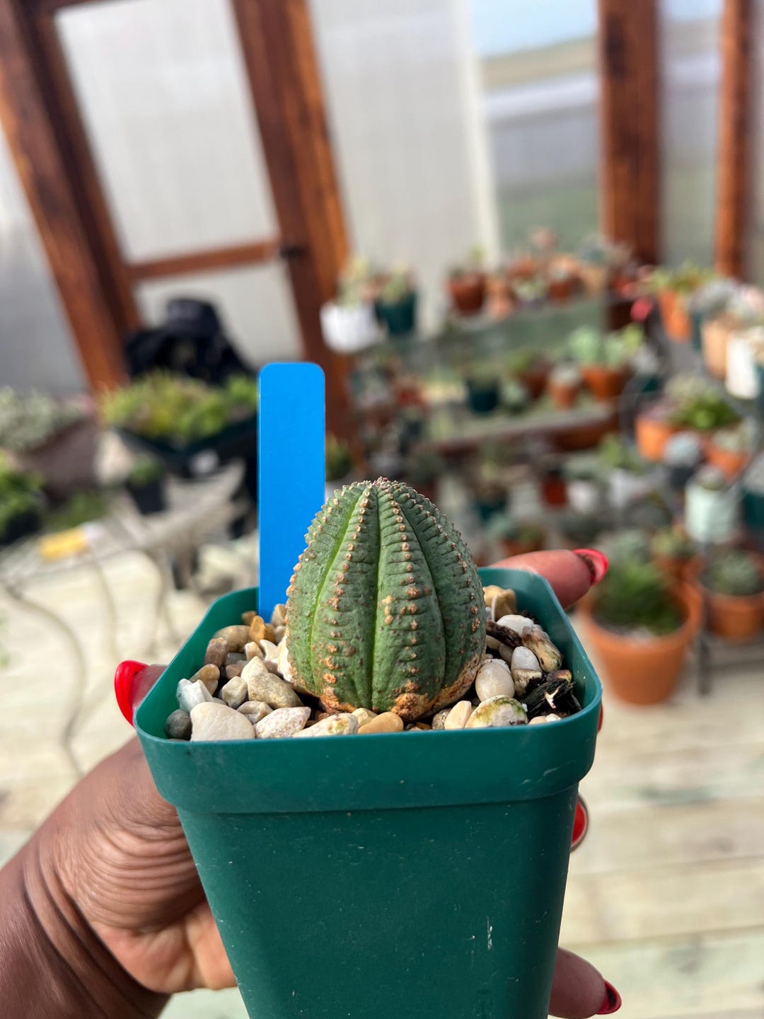 Euphorbia Obesa Hybrid - Etsy