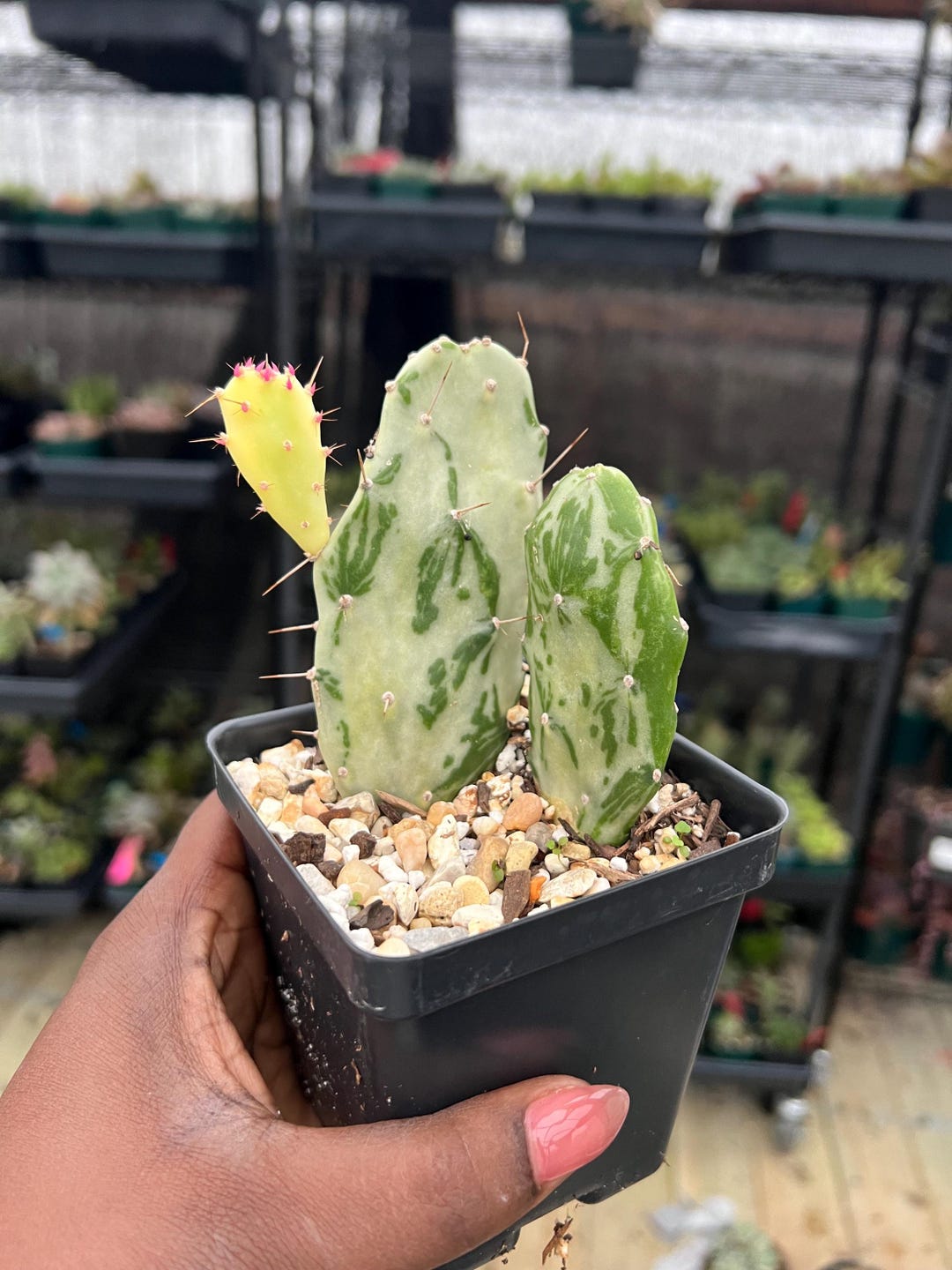 Variegated Opuntia Cactus - Etsy
