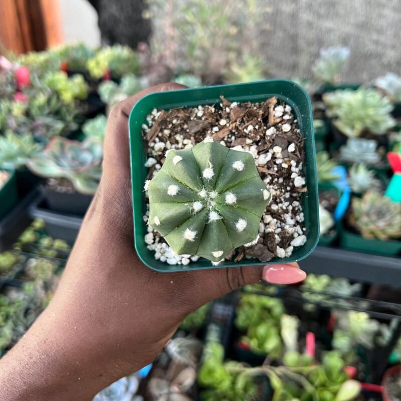 Domino Cactus - Etsy