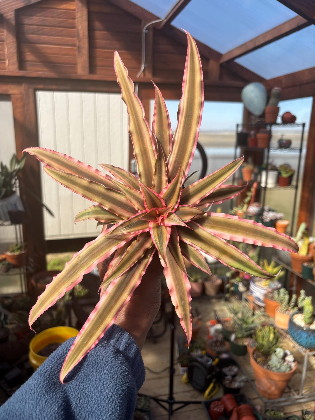 Cryptanthus Strawberry Plant - Pink Earth Star-large Plant - Etsy