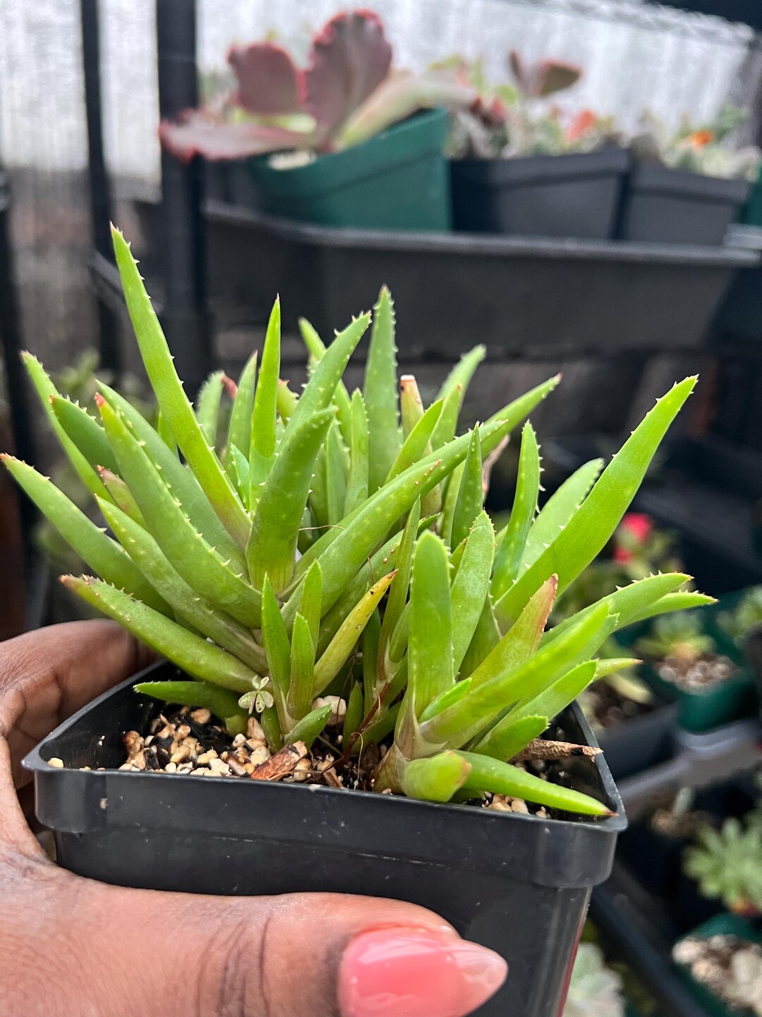 Aloe Sp. Cluster - Etsy
