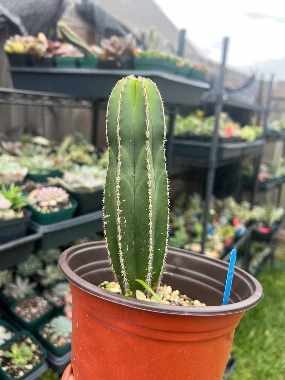 Pachycereus Marginatus Fence Post Cactus - Etsy