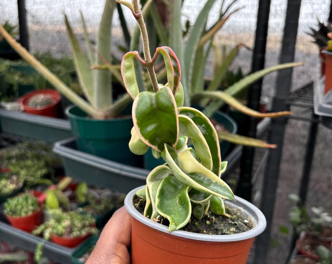 Hoya Carnosa Compacta Variegata- 4 Inch Plant - Etsy
