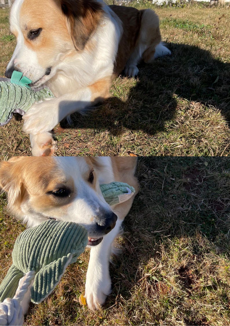 Tug & Snuggle Buddies: Double Trouble Cute Fox Rope Toy and Angry Gator ...
