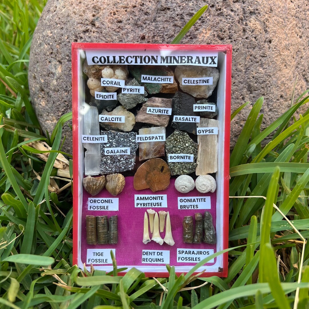 Mineral and Fossil Collection Box – Educational Rock Set for Kids ...