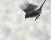 Items similar to Junco in flight 8 - Dark eyed Junco flying in Snow ...