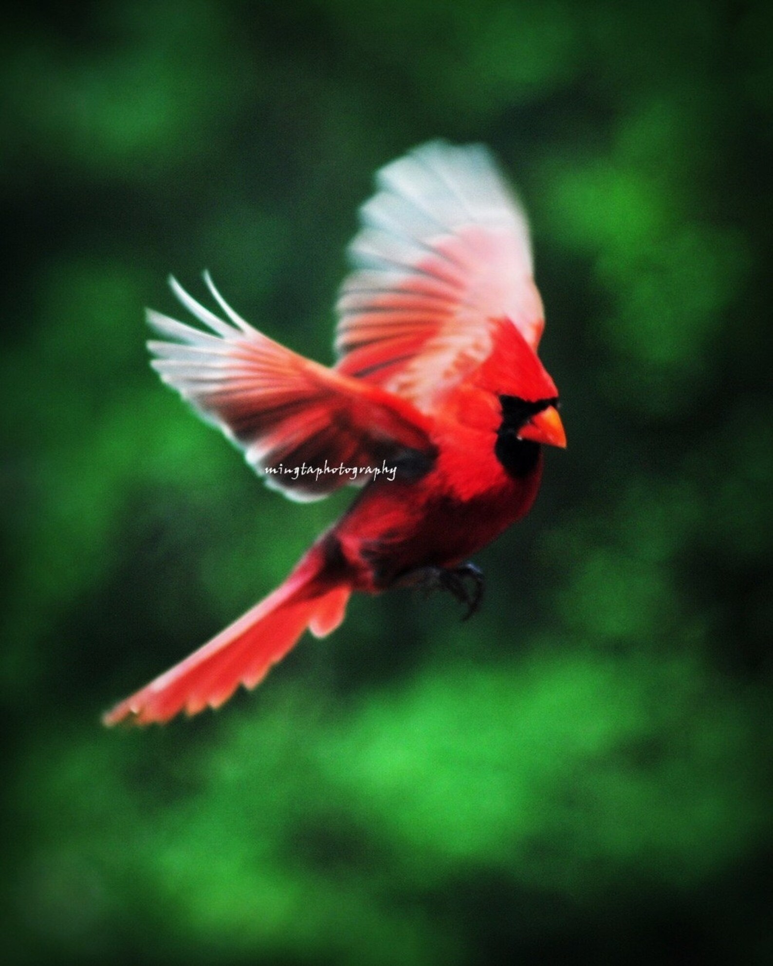 Cardinal in Flight - Cardinal Red Male Cardinal Christmas Red and Green ...