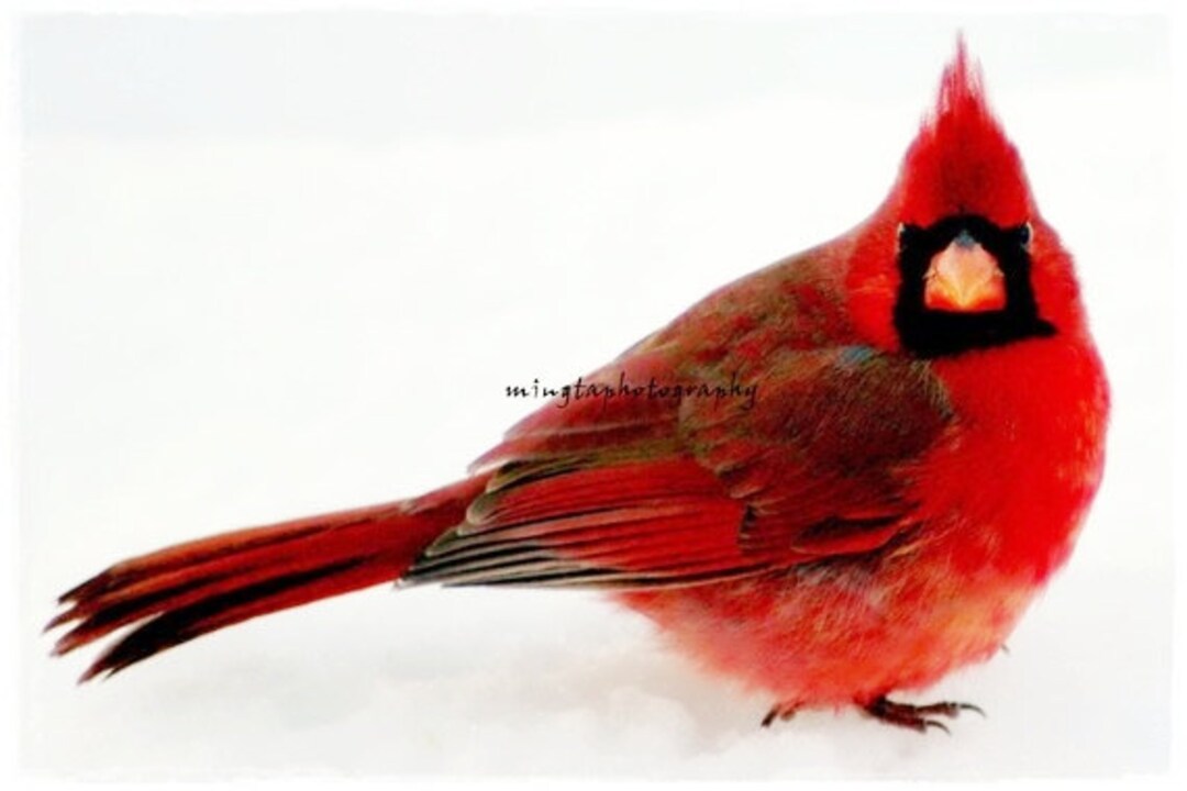 Cheese - Ruby Red and Snow White Cardinal Red and Valentine Gift Idea ...