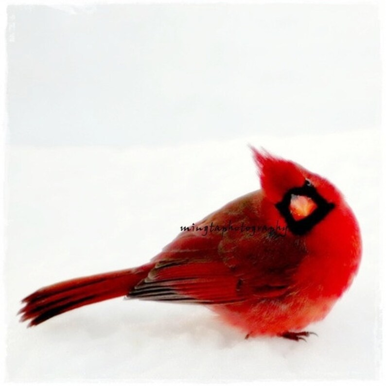 Yes Dear Ruby Red and Snow White Cardinal Winter Decoration Snow White ...