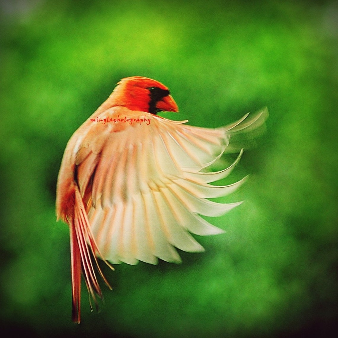 Cardinal in Flight - Male Cardinal Flying Birdy Nature Decoration Love ...