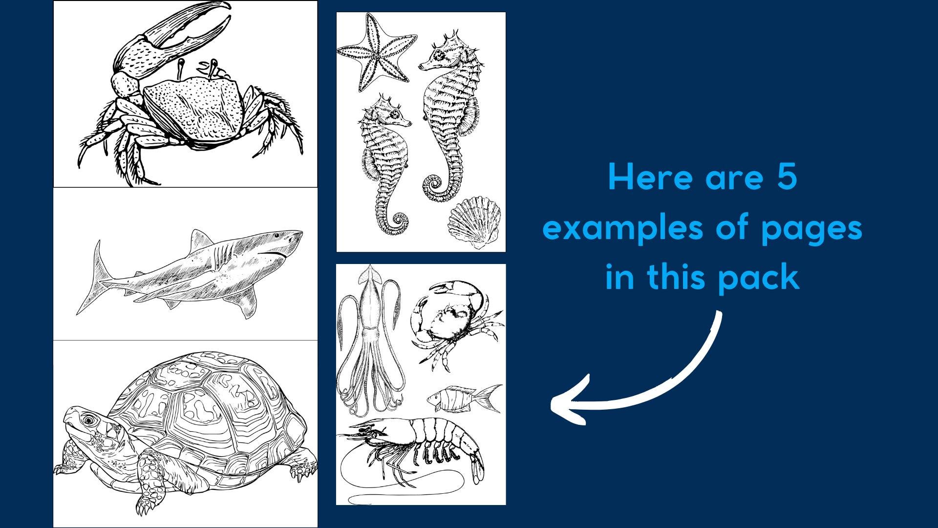 10 Sea Animals Coloring Pages for Kids,animal Coloring Pages,ocean ...