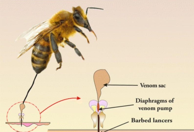 Bee Venom - Etsy