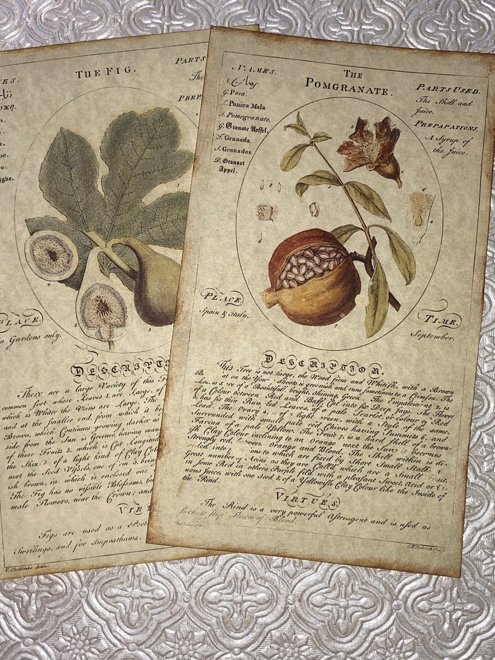 Botanical Ephemera Bundle, Vintage Inspired, 64lb Parchment Paper, Set ...