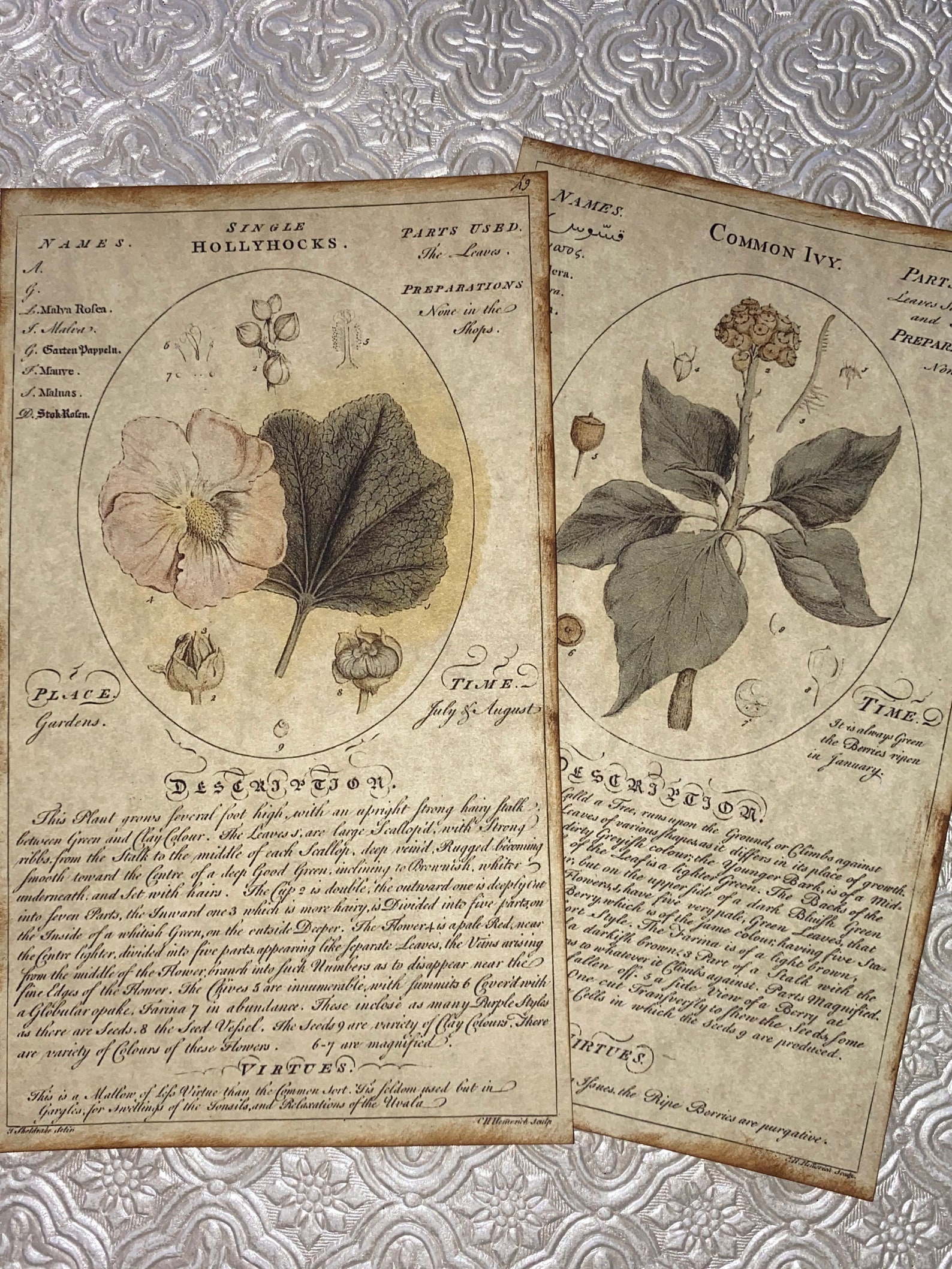 Botanical Ephemera Bundle, Vintage Inspired, 64lb Parchment Paper, Set ...