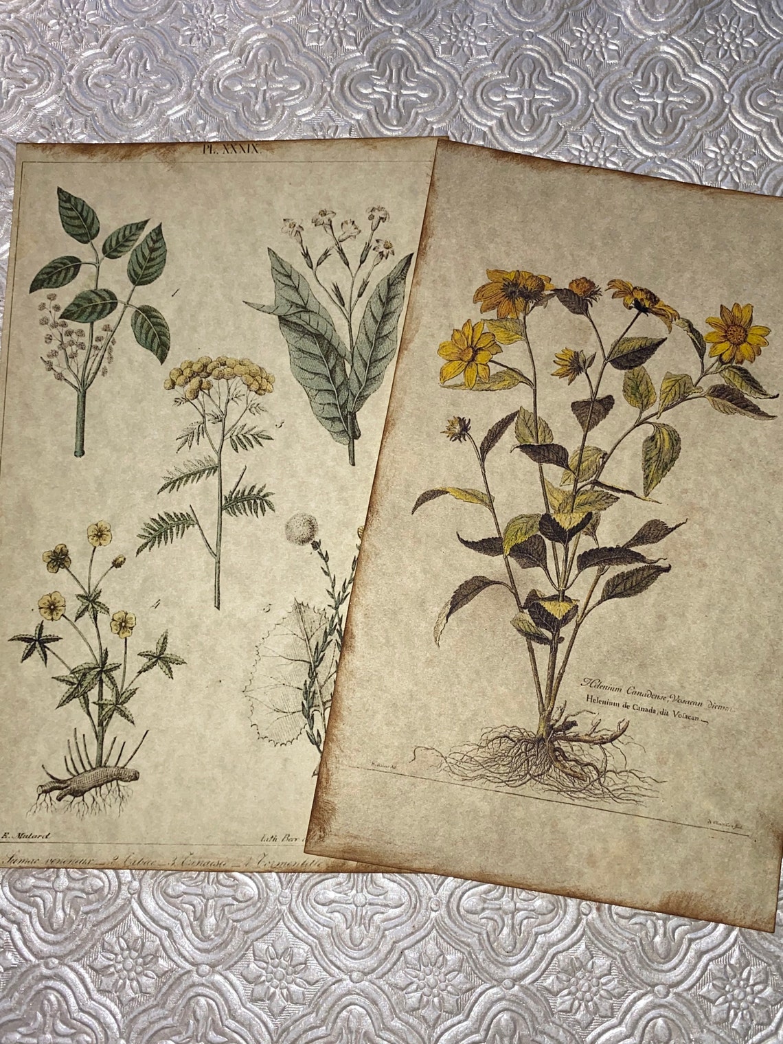 Botanical Ephemera Bundle vintage inspired on parchment | Etsy