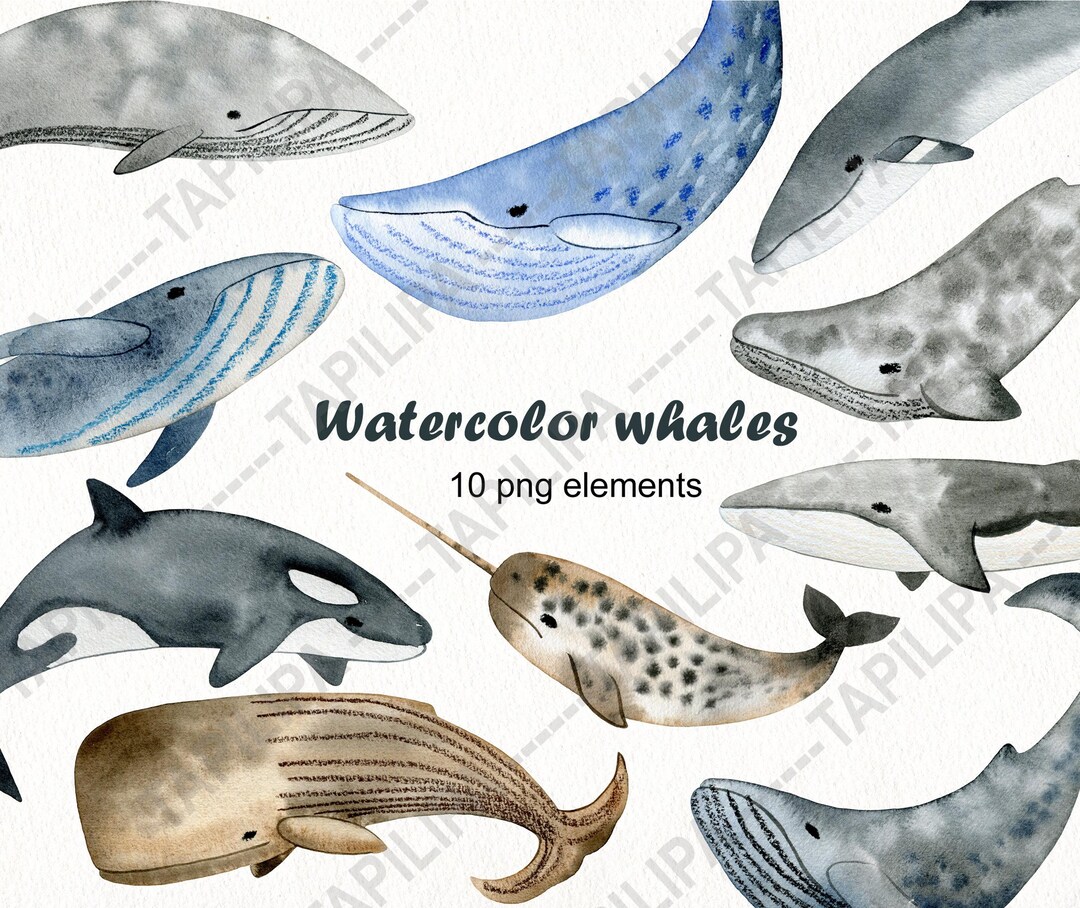 Watercolor Whales Clipart - Sea Animals, PNG Ocean Art. - Etsy