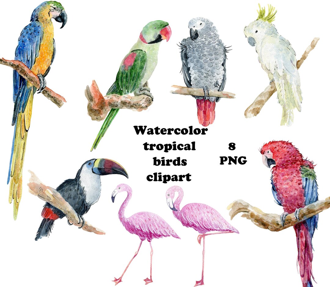 Watercolor Parrots Clipart, Tropical Birds Png, Watercolor Flamingo ...