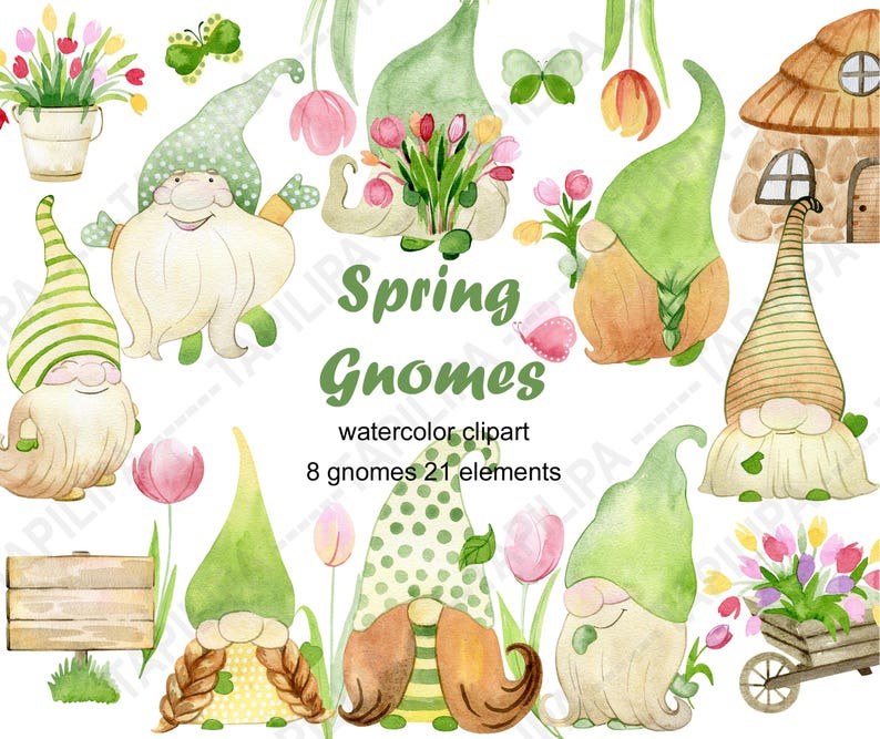 Watercolor Spring Gnomes Clipart, Cute PNG Illustrations, Spring Tulips ...