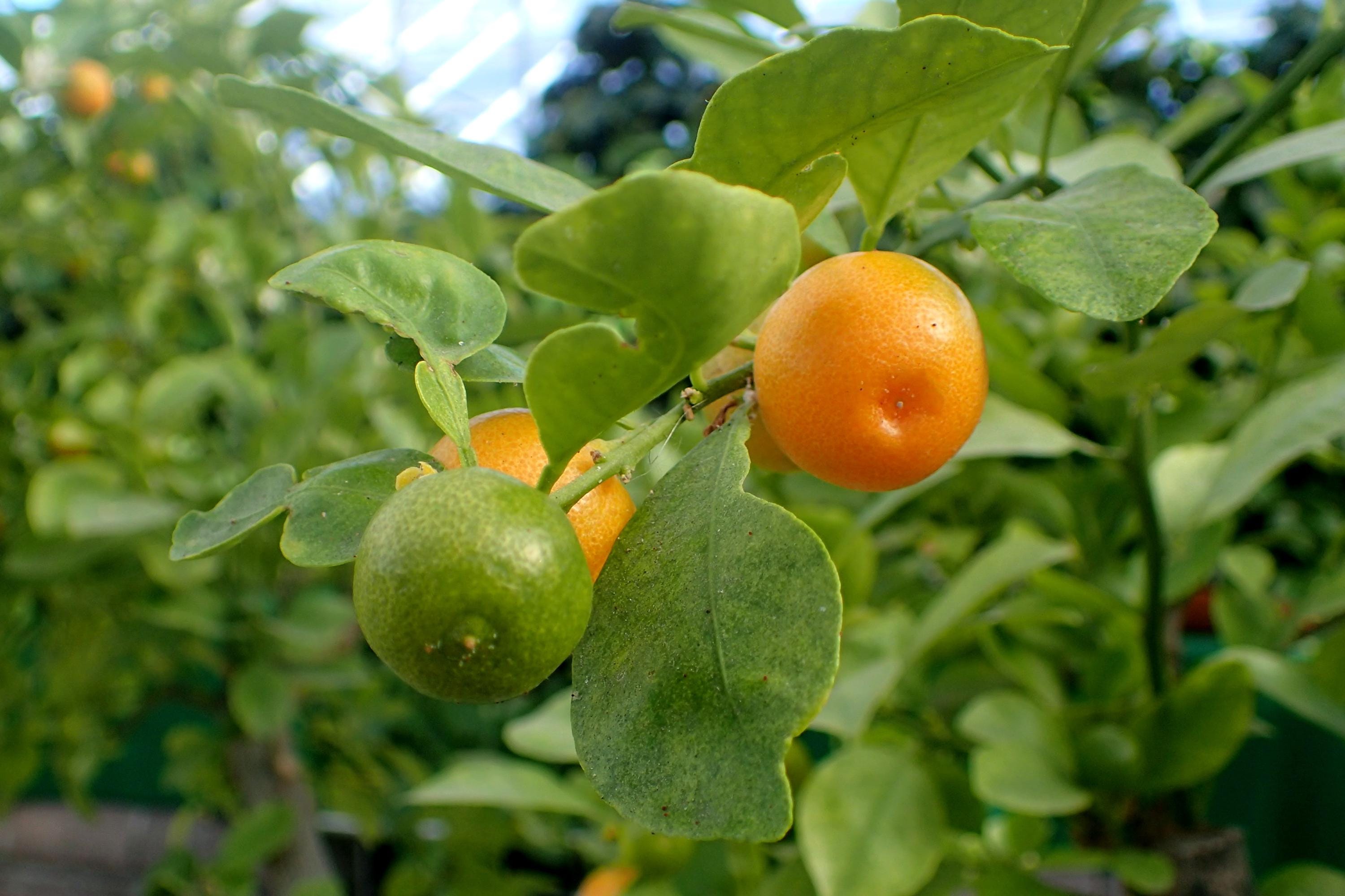 Calamansi | Calamondin Live Plant 3gal | Cây Tắc Chua | No CA - Etsy