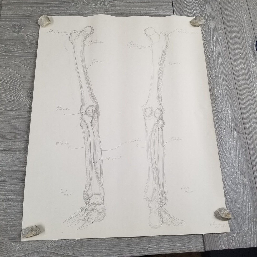 VTG 1960s Art Pencil Drawing Signed Skeleton Bones Anatomy Halloween ...
