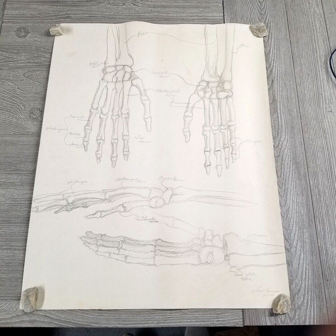 Vintage 1960s Art Pencil Drawing Signed Skeleton Bones Anatomy ...